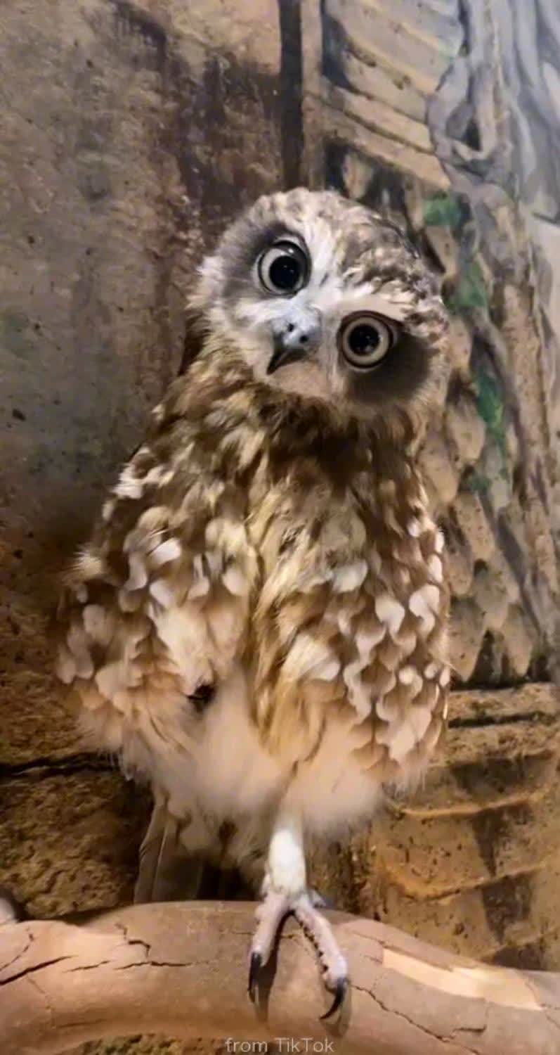 សត្វអ្វី - TNAOT