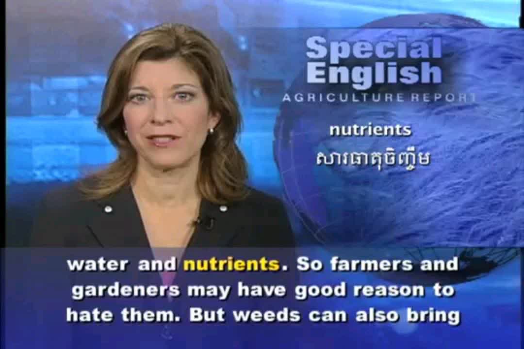 Special English #42 - TNAOT